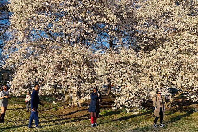 Washington D.C. Cherry Blossom,Baltimore 3-Day Tour from Boston - The Sum Up: Is this Tour Right for You?