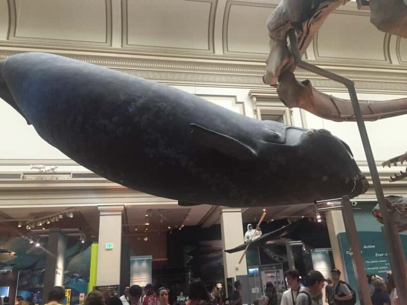 Washington D.C. Natural History Museum Family Scavenger Hunt - What Makes It Stand Out?