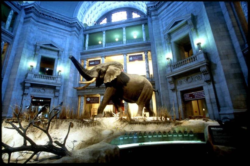 Washington D.C. Natural History Museum Family Scavenger Hunt - Practical Details and Considerations