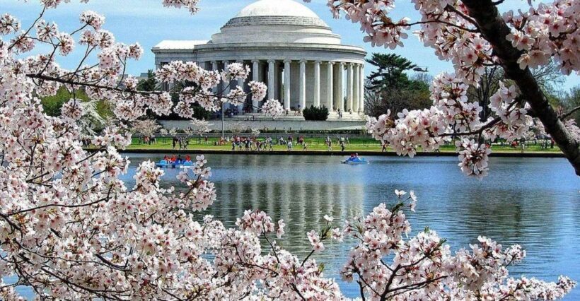 Washington DC: Cherry Blossom Walking Tour - Key Points