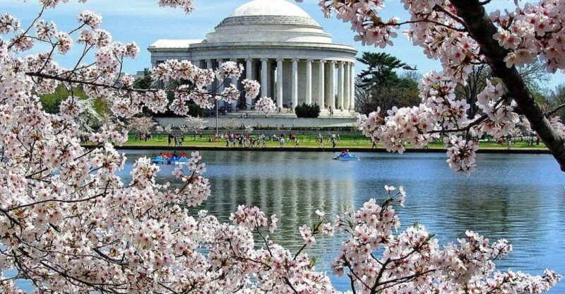 Washington DC: Cherry Blossom Walking Tour - What You’ll See and Experience