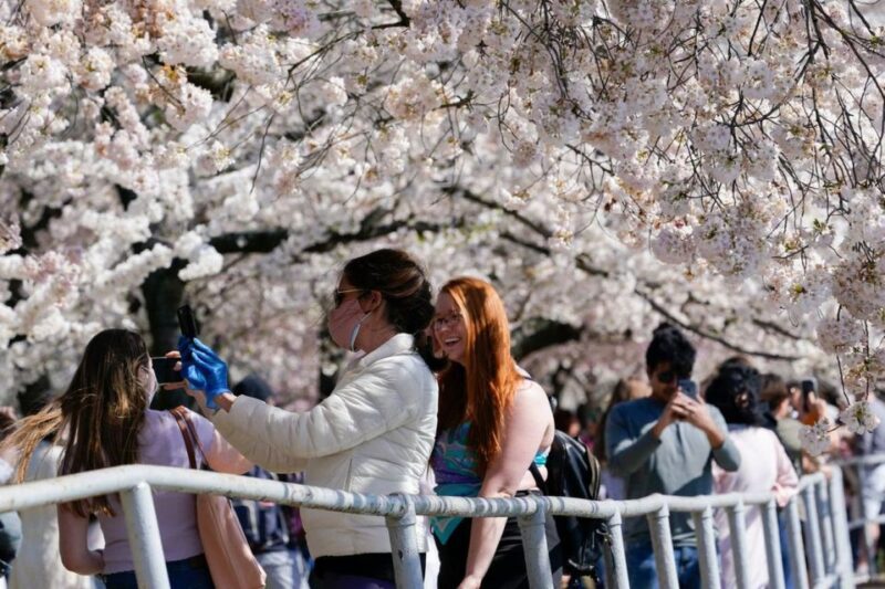 Washington DC: Cherry Blossom Walking Tour - The Practicalities