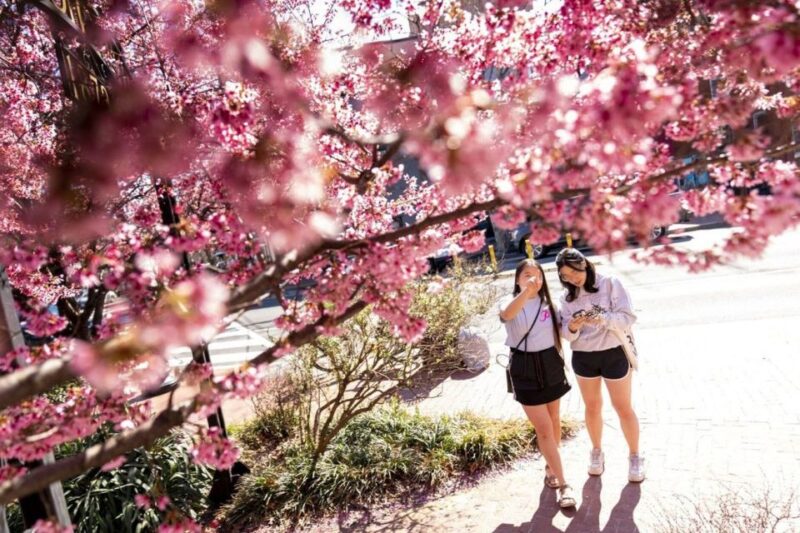 Washington DC: Cherry Blossom Walking Tour - Who Is This Tour Best For?