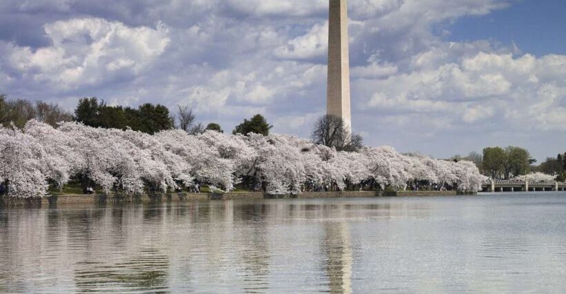 Washington DC: Half-Day Bus Tour with Optional Museum Ticket - Who Will Love This Tour?