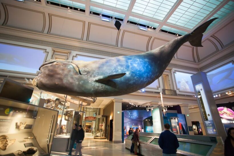 Washington DC: Museum of Natural History Private Guided Tour - FAQ