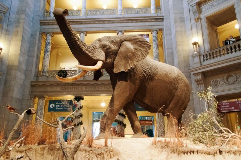 Washington DC: National Museum of Natural History Tour - An In-Depth Look at the Washington DC: National Museum of Natural History Tour