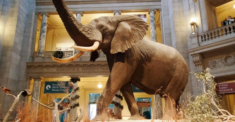 Washington DC: National Museum of Natural History Tour - The Bottom Line: Is This Tour Worth It?