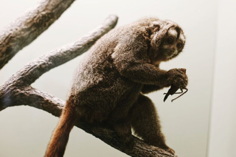 Washington, DC: Natural History & Air and Space Museum Tour - The Sum Up: Is It Worth It?