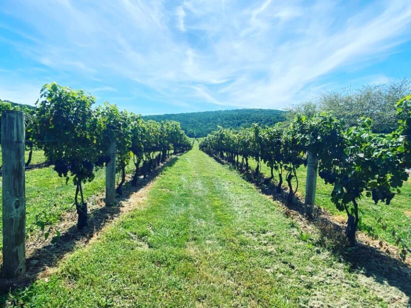 Washington, DC: Virginia Wine Region Experience Tour - The Allure of Virginia’s Wine Country