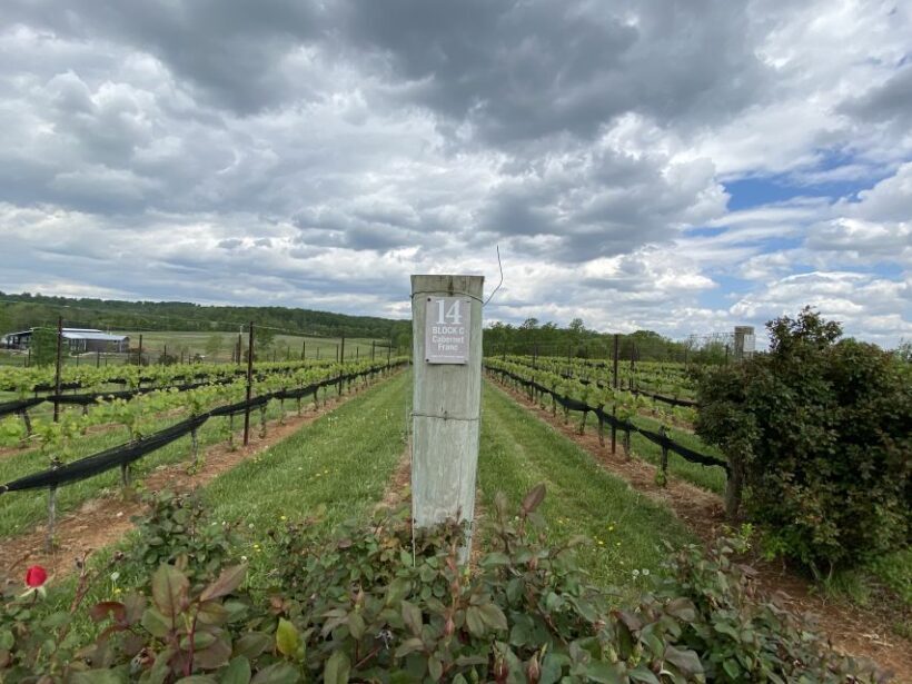 Washington, DC: Virginia Wine Region Experience Tour - Final Thoughts