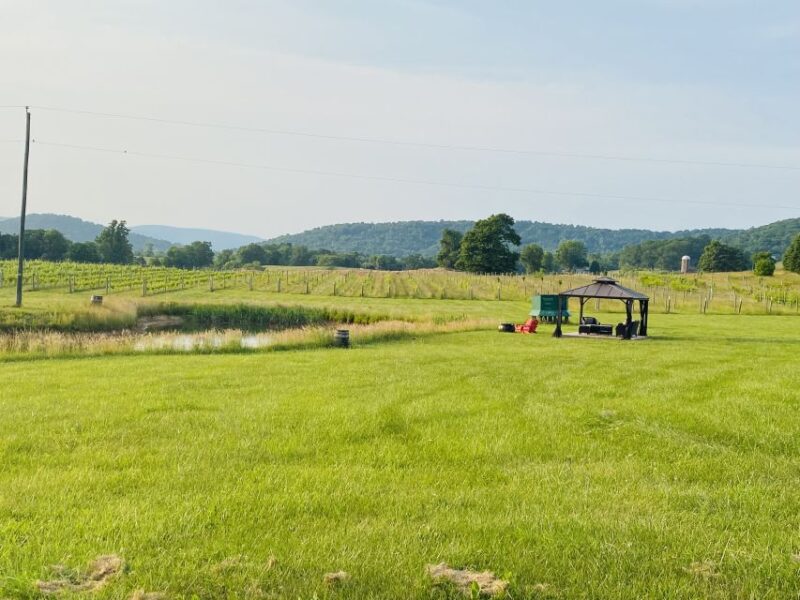 Washington, DC: Virginia Wine Region Experience Tour - The Wineries and Tasting Experience