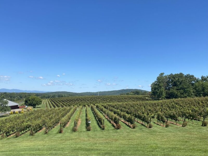 Washington, DC: Virginia Wine Region Experience Tour - Authentic Experiences and Scenic Views