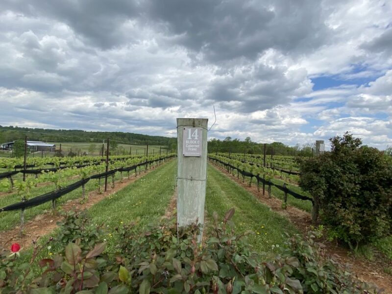 Washington, DC: Virginia Wine Region Experience Tour - Price and Value