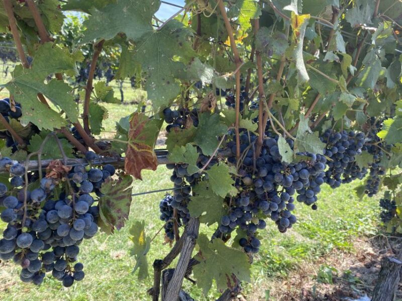 Washington, DC: Virginia Wine Region Experience Tour - FAQ