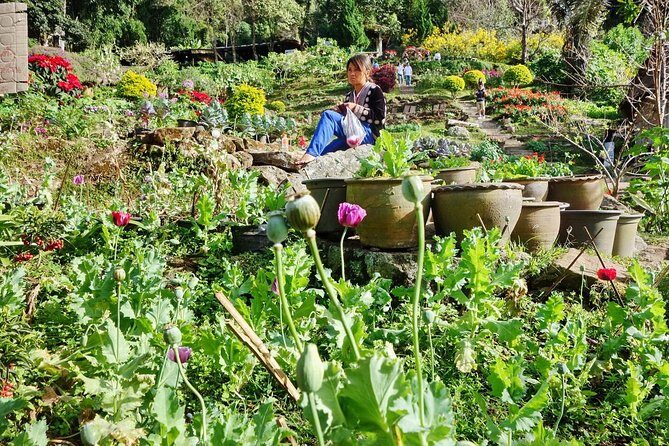 Wat Doi Suthep Tour from Chiang Mai with Hmong Hill-tribe Village (SHA Plus) - Who is This Tour Perfect For?