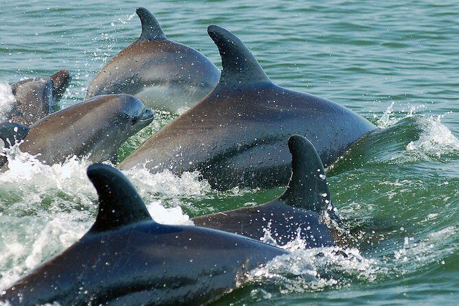 Watch and Swim with Dolphins in the Wild - The Value of This Experience