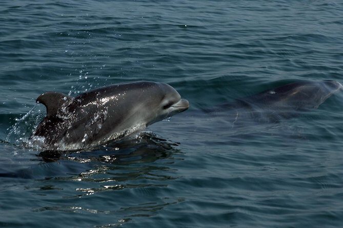 Watch and Swim with Dolphins in the Wild - Final Thoughts: Is It Worth It?