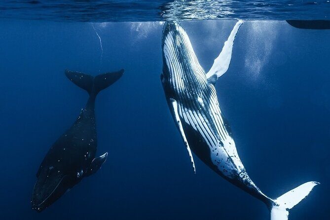 Watch and Swim with Humpback Whales in Moorea - An In-Depth Look at the Tour