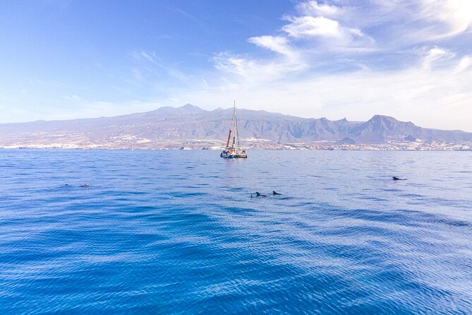 Watching and Listening Whales Visiting Los Gigantes&Masca. Food&Drinks Included - Whats Included