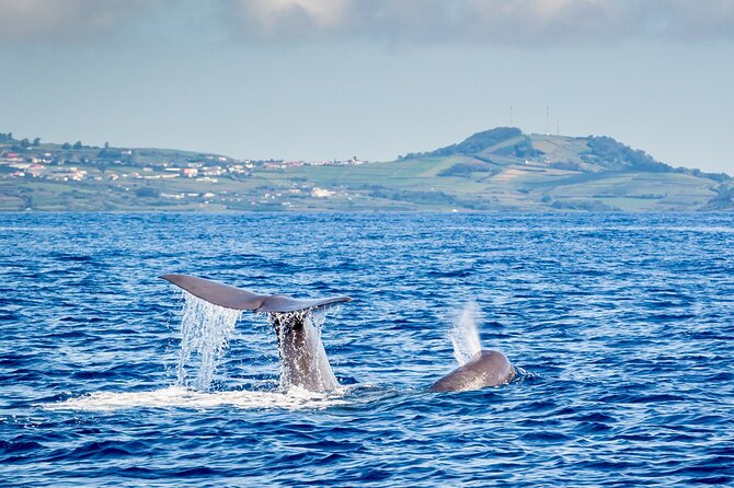 Watching Whales and Dolphins on Terceira Island - Spotting Diverse Species of Cetaceans