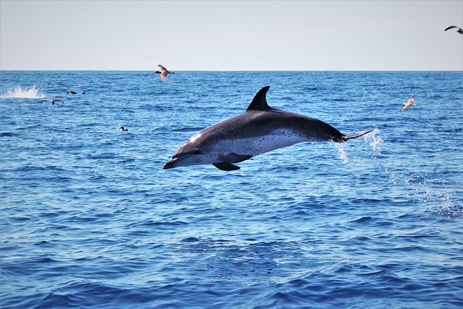 Watching Whales and Dolphins on Terceira Island - Preparing for Your Unforgettable Whale and Dolphin Adventure