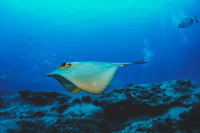 Water Taxi Lobos Island - Recommendations and Desire to Return