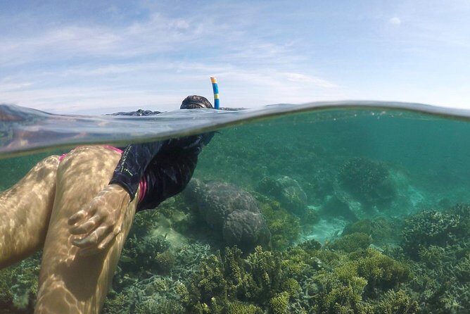 Water Taxi Signal Island Turtle Tour for cruisers - Key Points