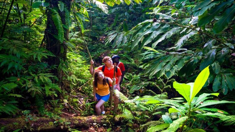 Waterfall, Chocolate Tour, Rainforest, Royal Historical - Key Points
