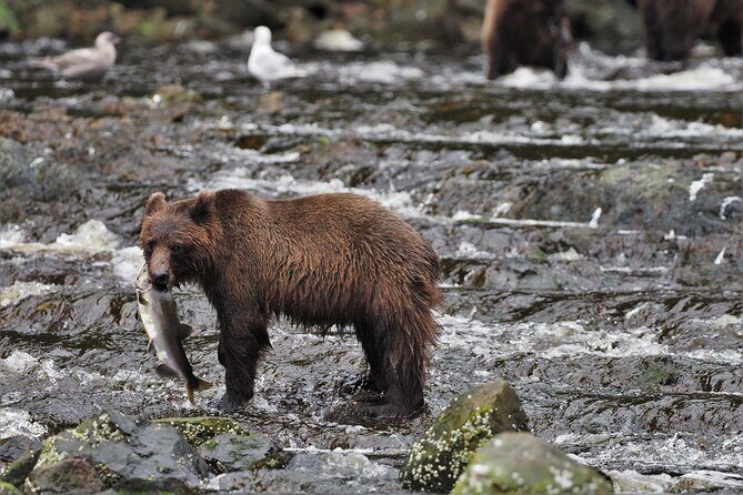 Waterfall Creek Brown Bear Viewing Juneau - Key Points: