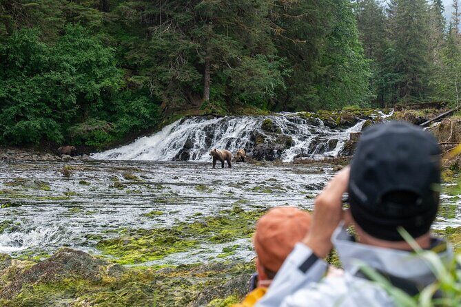 Waterfall Creek Brown Bear Viewing Juneau - Authentic Wilderness, Not a Guaranteed Sighting