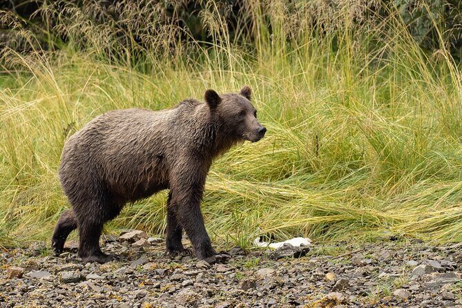 Waterfall Creek Brown Bear Viewing Juneau - Who Should Consider This Tour?