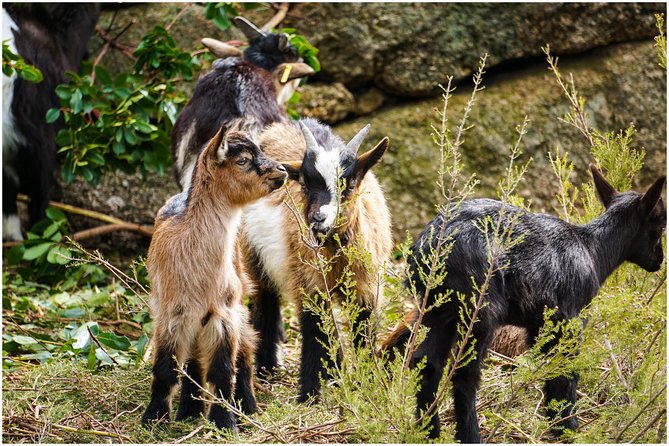 Waterfall, Lagoon and Old Village in Peneda-Gerês National Park - Who Is This Tour Best For?