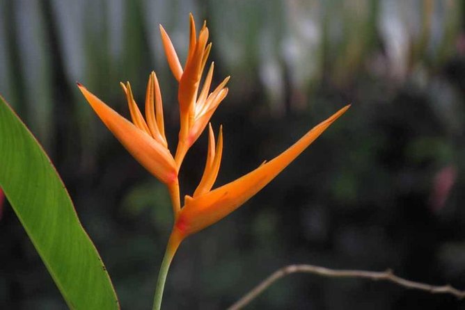 Waterfall, Rainforest, Chocolate Tour, Historical Sites, Private - Interacting With Unique Plant Species