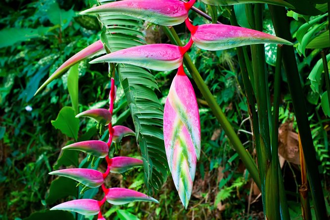 Waterfall, Rainforest, Chocolate Tour, Historical Sites, Private - Planning Your Private Tour Adventure