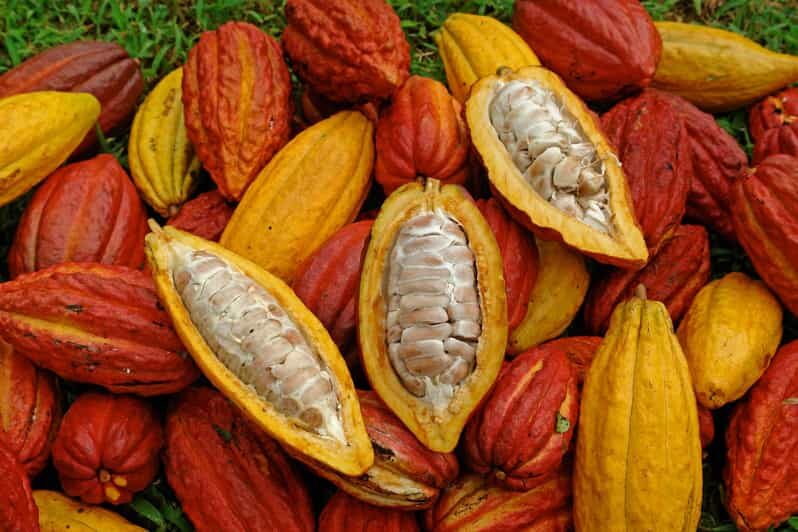 Waterfalls, Animal Reserve and Chocolate: Mango Passage - Trekking to Waterfalls in the Jungle