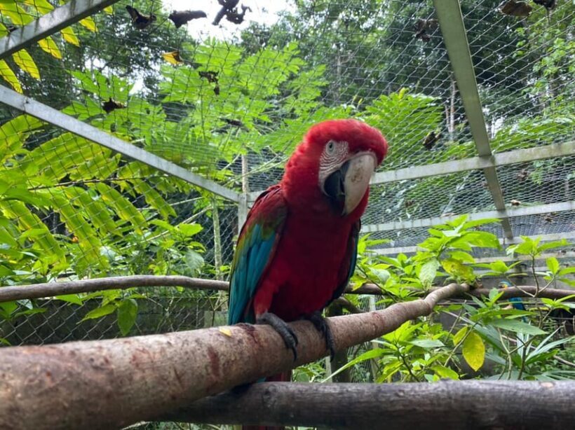 Waterfalls, Animal Reserve and Chocolate: Mango Passage - Lunch in the Jungle