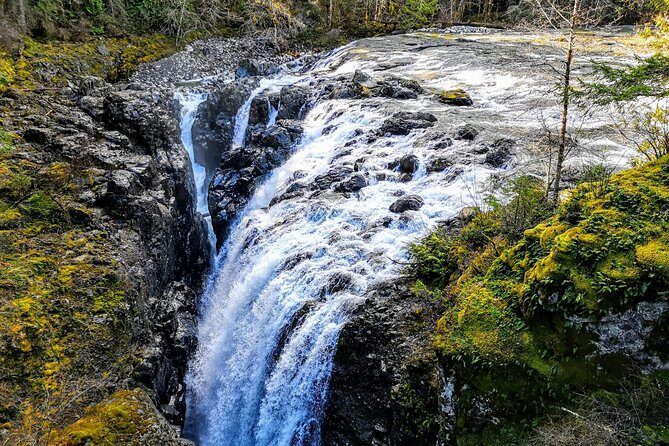 Waterfalls, Coombs and Cathedral Grove Rainforest Tour - Introduction: An Authentic Vancouver Island Adventure