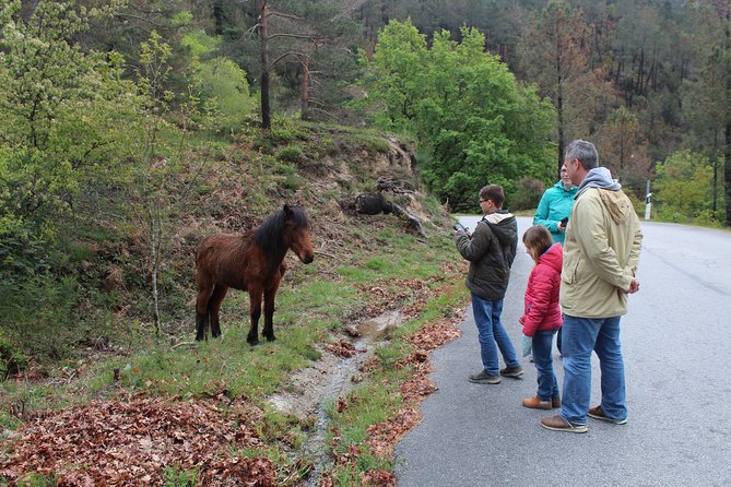 Waterfalls, Heritage and Nature in Gerês Park - From Porto - Ensuring Your Safety and Comfort