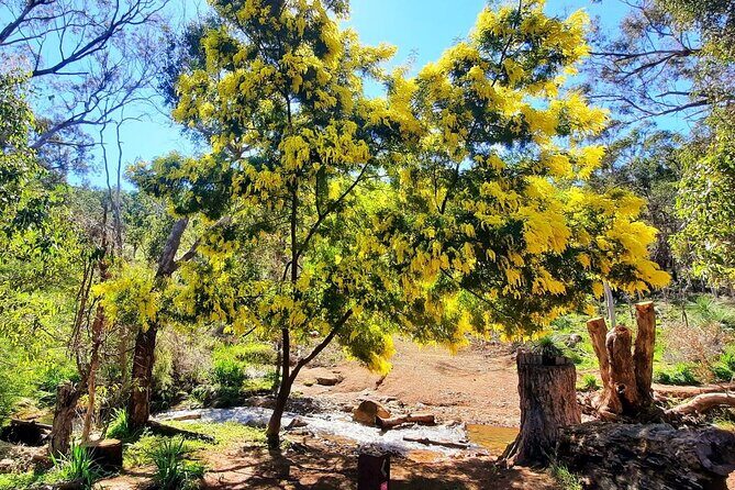 Waterfalls, Wildflowers & Wandoo Hiking Experience - Exploring the Mundy Regional Park: What You Can Expect