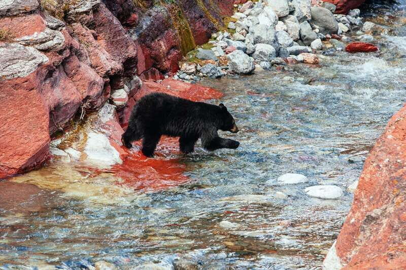 Waterton: Waterton Lakes National Park Tour from Calgary - Practical Tips for Travelers