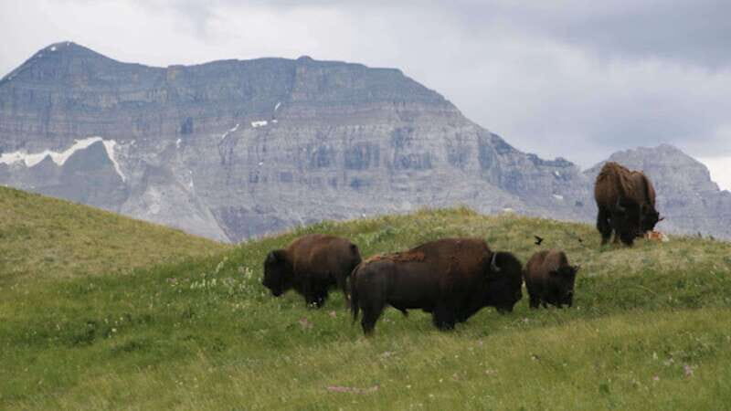 Waterton's Wild Beauty: A Hidden Gem in the Rockies - Key Points