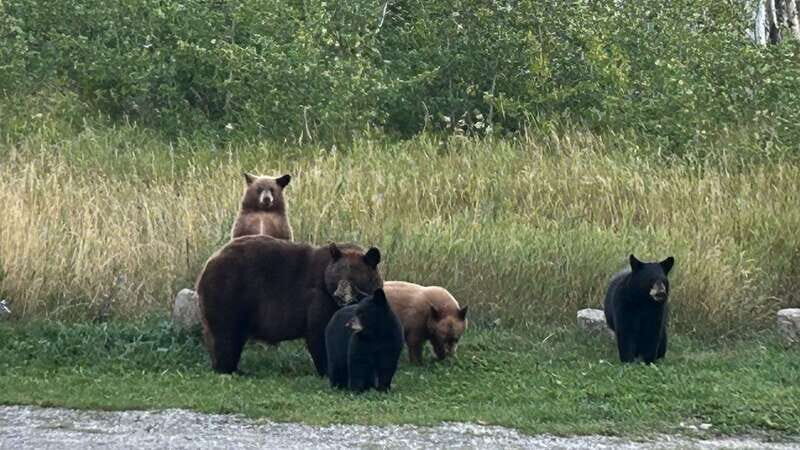 Waterton's Wild Beauty: A Hidden Gem in the Rockies - The Value of This Experience