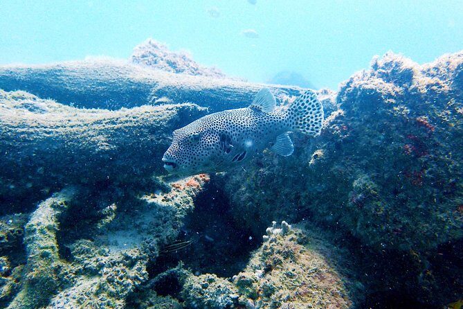 Wave Break Island Scuba Diving on the Gold Coast - Key Points