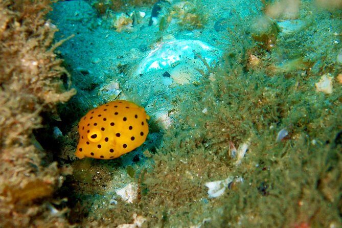 Wave Break Island Snorkel Tour on the Gold Coast - Key Points