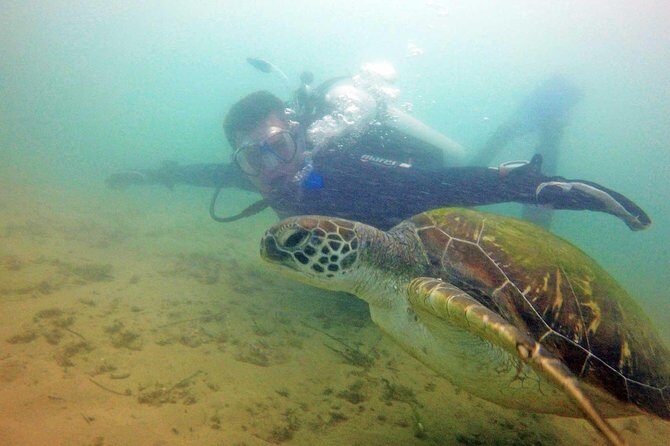 Wave Break Island Snorkel Tour on the Gold Coast - Final Thoughts