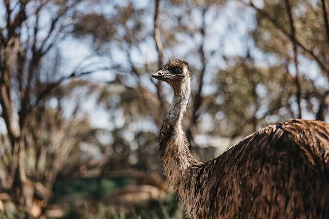 Wave Rock, York, Wildflowers, and Aboriginal Cultural Day Tour from Perth - Final Words