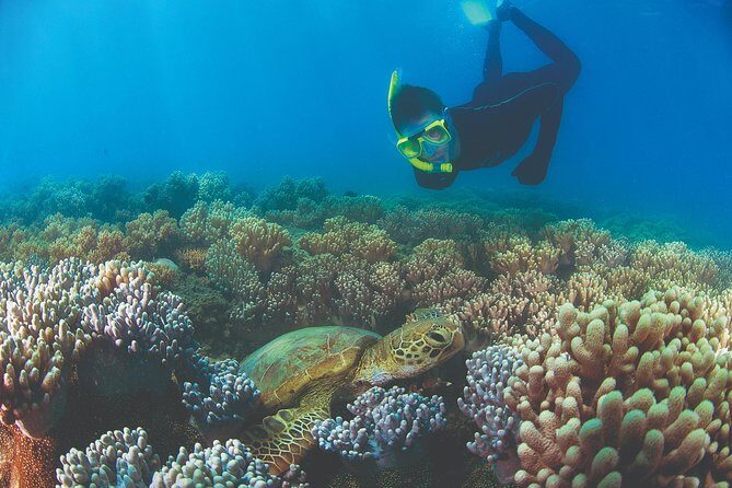 Wavedancer Low Isles Great Barrier Reef Sailing Cruise from Palm Cove - The Overall Experience: A Well-Rounded Reef Day