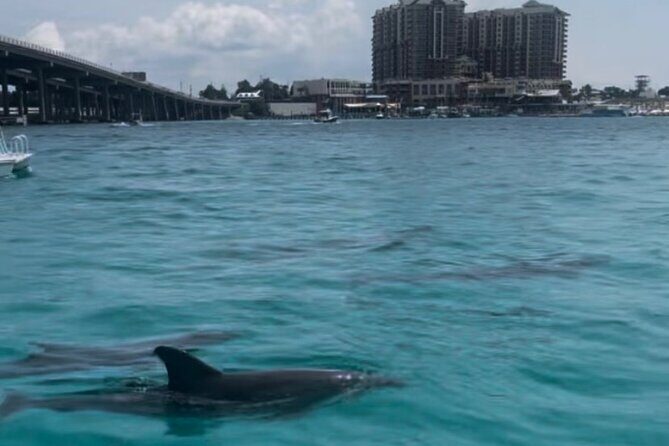 Waverunner Dolphin Tour - Final Thoughts