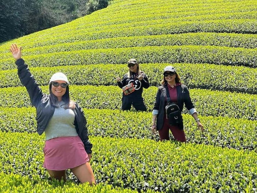 Wazuka: Tea Picking Experience with Matcha Tea Tasting - Key Points