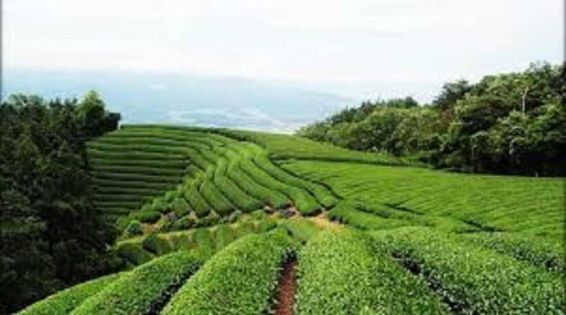 Wazuka: Tea Picking Experience with Matcha Tea Tasting - A Deeper Look at the Tour Experience